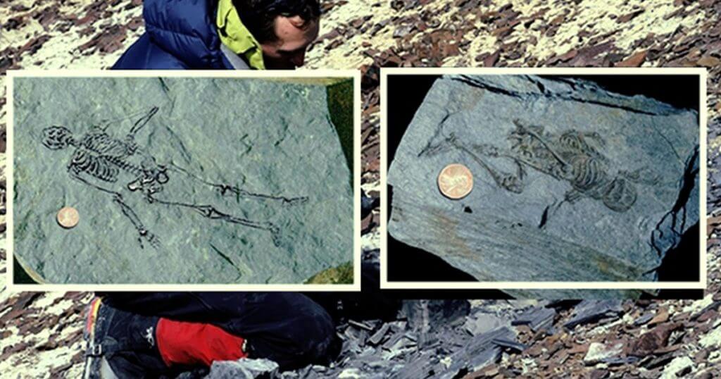 600-Million-Year-Old Fossils of Tiny Humanoids Discovered in Antarctica ...