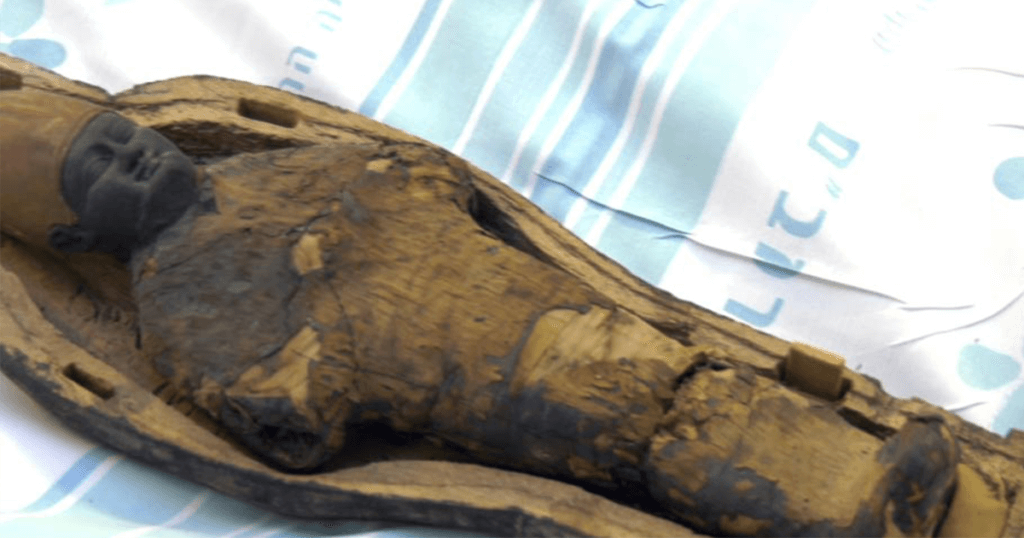 CT Scan Reveals 3,000-Year-Old Ancient Non-Human Egyptian Mummies ...